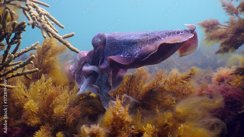 Giant Australian Cuttlefish Sepia apama Migration Whyalla South ...
