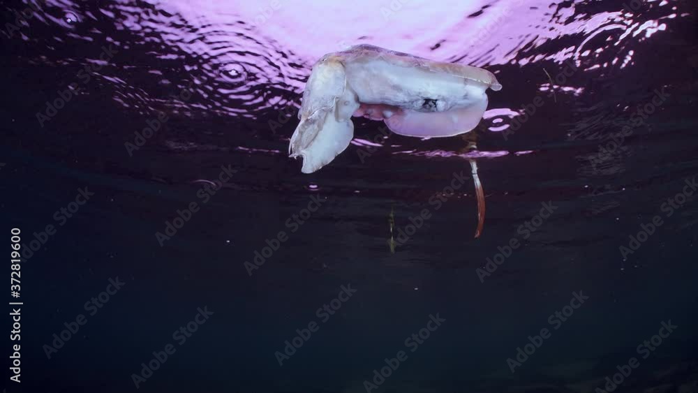 Giant Australian Cuttlefish Sepia apama Migration Whyalla South ...
