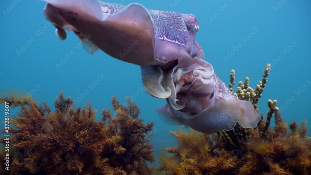 Giant Australian Cuttlefish Sepia apama Migration Whyalla South ...