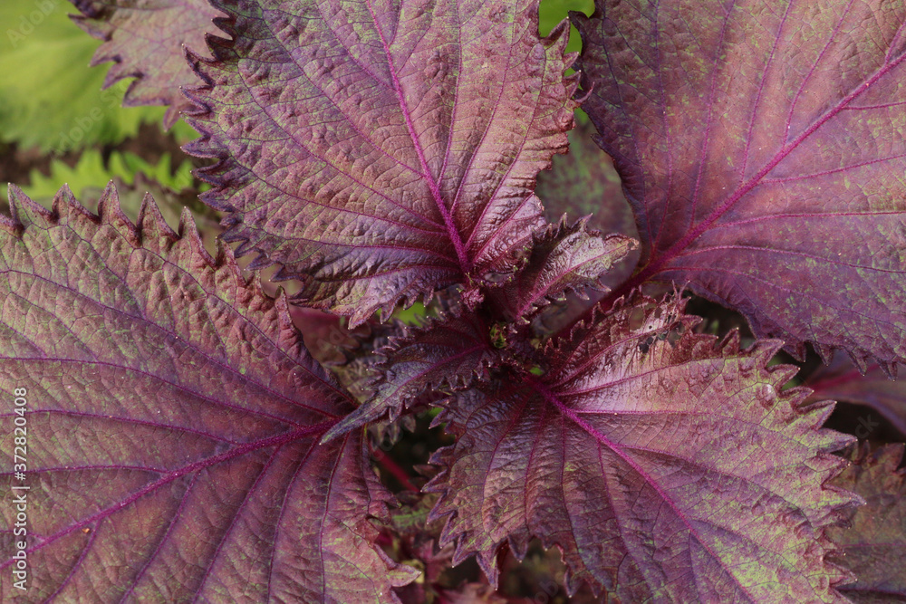 Variegated Japanese shiso perilla herb plant leaves growing outdoors ...