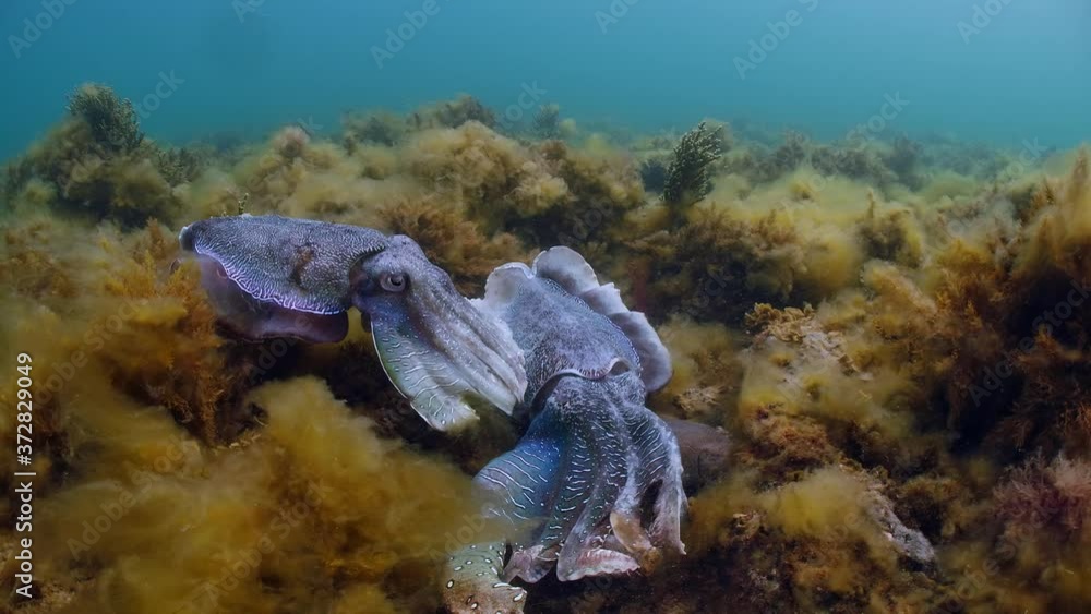 Giant Australian Cuttlefish Sepia apama Migration Whyalla South ...