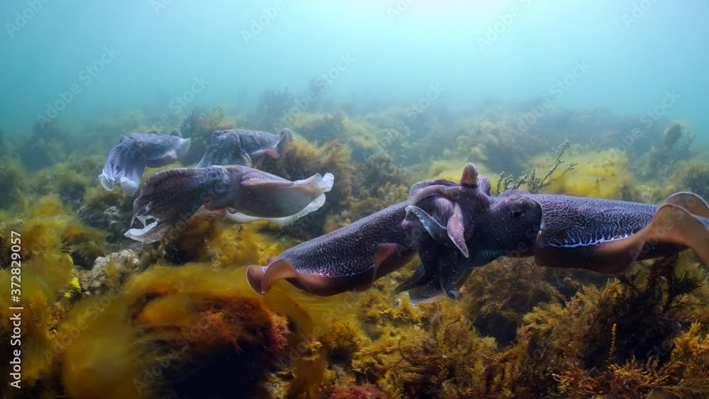 Giant Australian Cuttlefish Sepia apama Migration Whyalla South ...