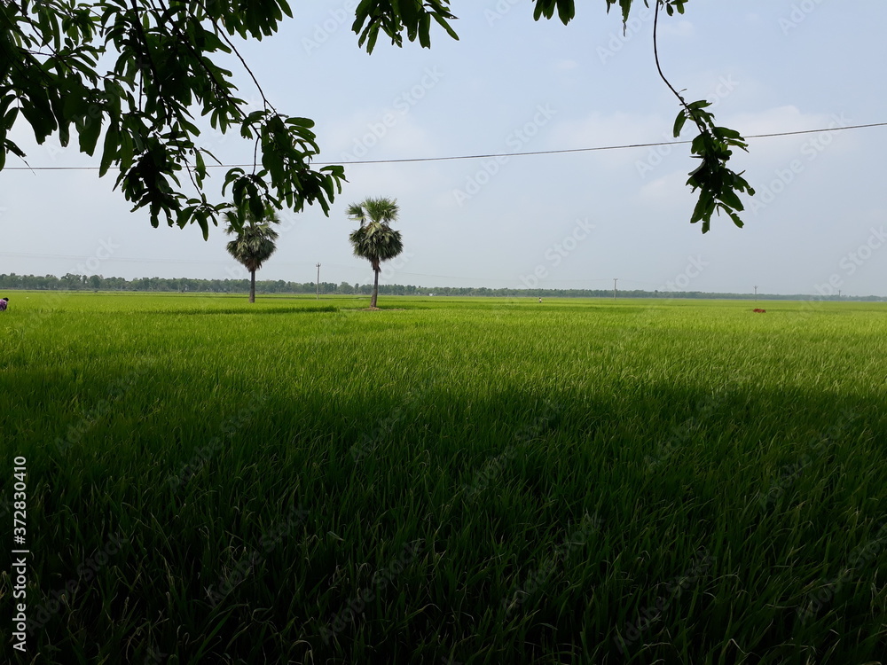 rice field in India, green grass in the wind, Green paddy field in ...
