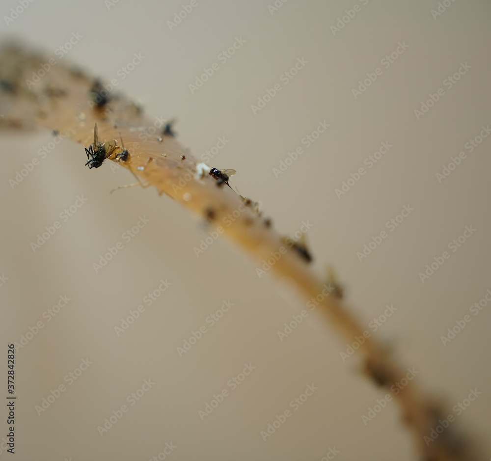 Dead Flies On Sticky Tape. Flypaper, sticky tape. Trap for flies ...