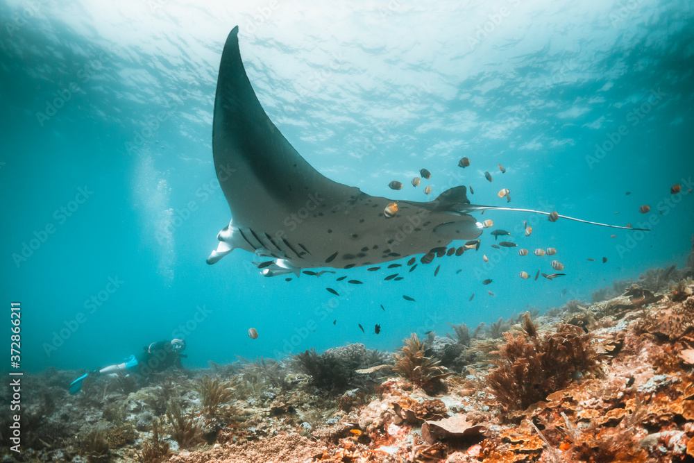 Oceanic manta ray swimming above coral reef in clear blue water Stock ...