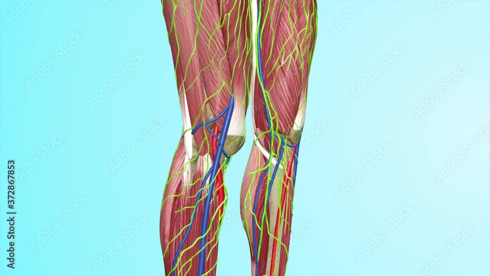 Human body Anatomy Knee Focus Body Muscles Circulatory Veins Arteries ...