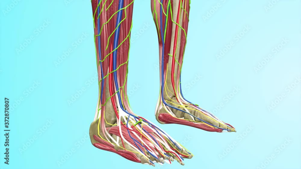 Human body Anatomy Leg Focus Body Muscles Circulatory Veins Arteries ...