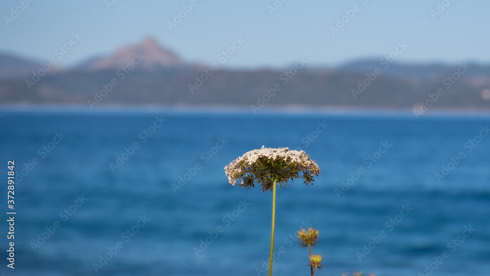 flowers in the sea Stock Photo | Adobe Stock