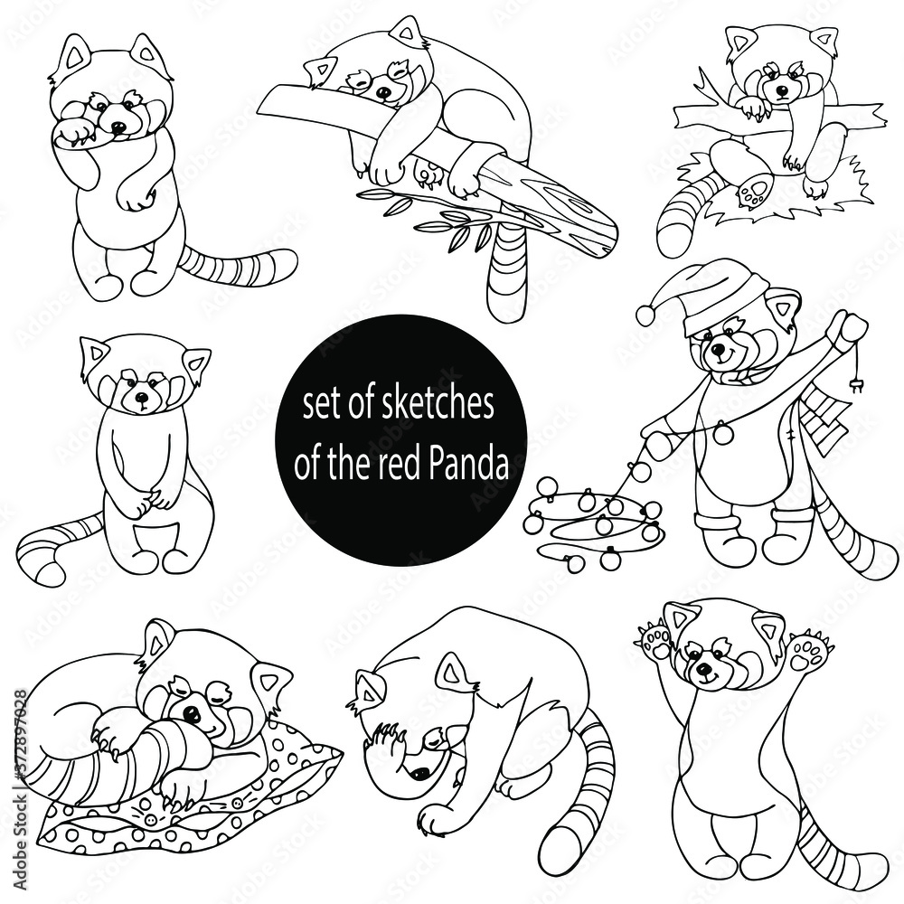 a set of sketches of the red Panda, contour drawing by hand, isolated ...