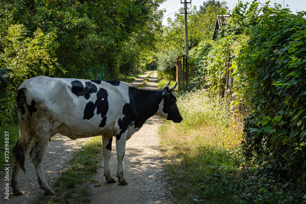 Spotted cow walk the streets of the dacha village. Close-up. Lost cow ...