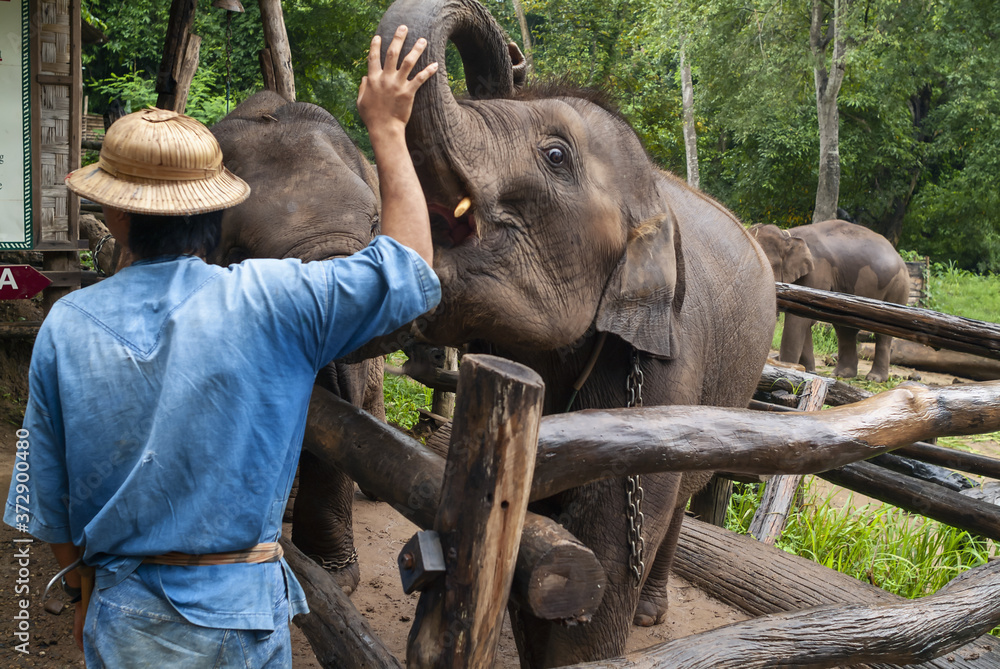 Mahout and his elephant in the Elephant Training Center in Chiang Dao ...