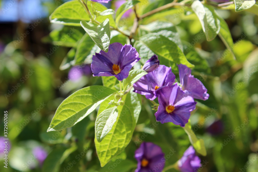 Purple flowers of Solanum Rantonnetii. Lycianthes rantonnetii, the blue ...
