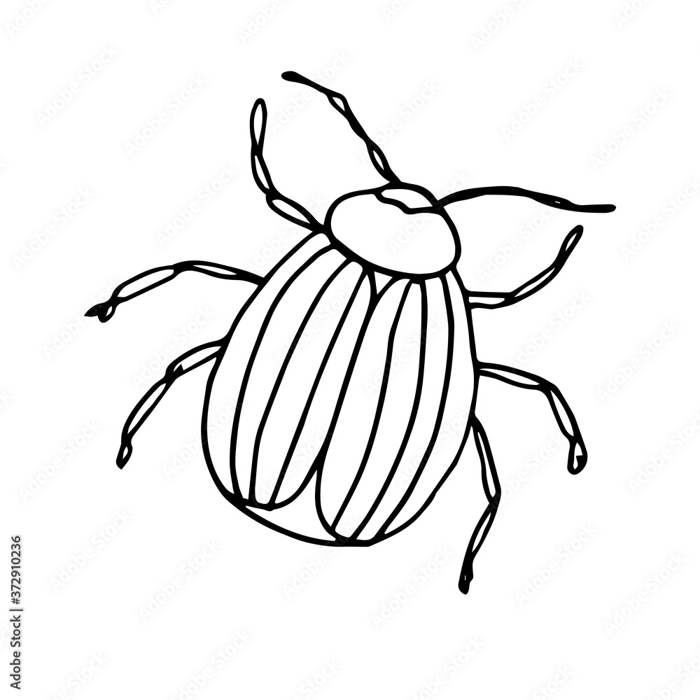 Colorado potato beetle.Vector illustration of an insect. A Doodle style ...