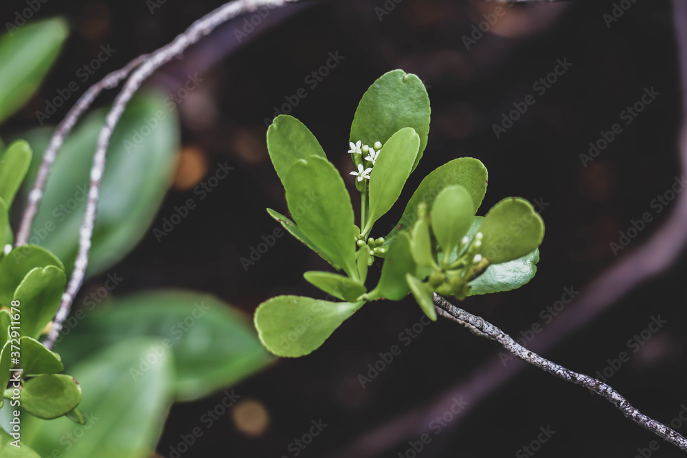 Foto de mangrove tree, Beautiful mangrove leaf,Mangrove forest in ...
