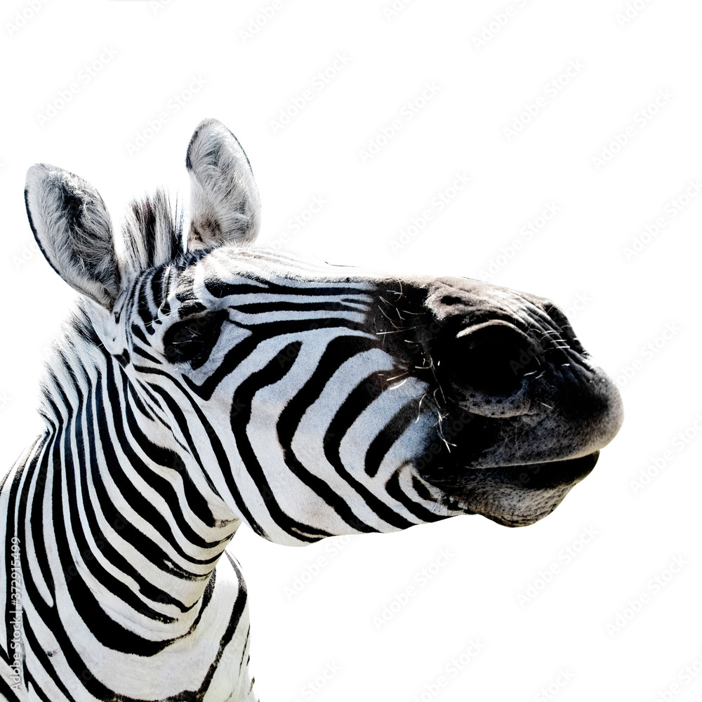 Zebra Funny Face