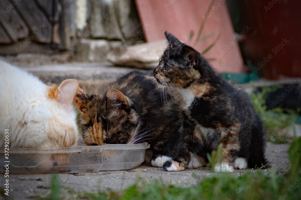 Horizontal close up image of a cute Calico cat (Tortoiseshell cat ...
