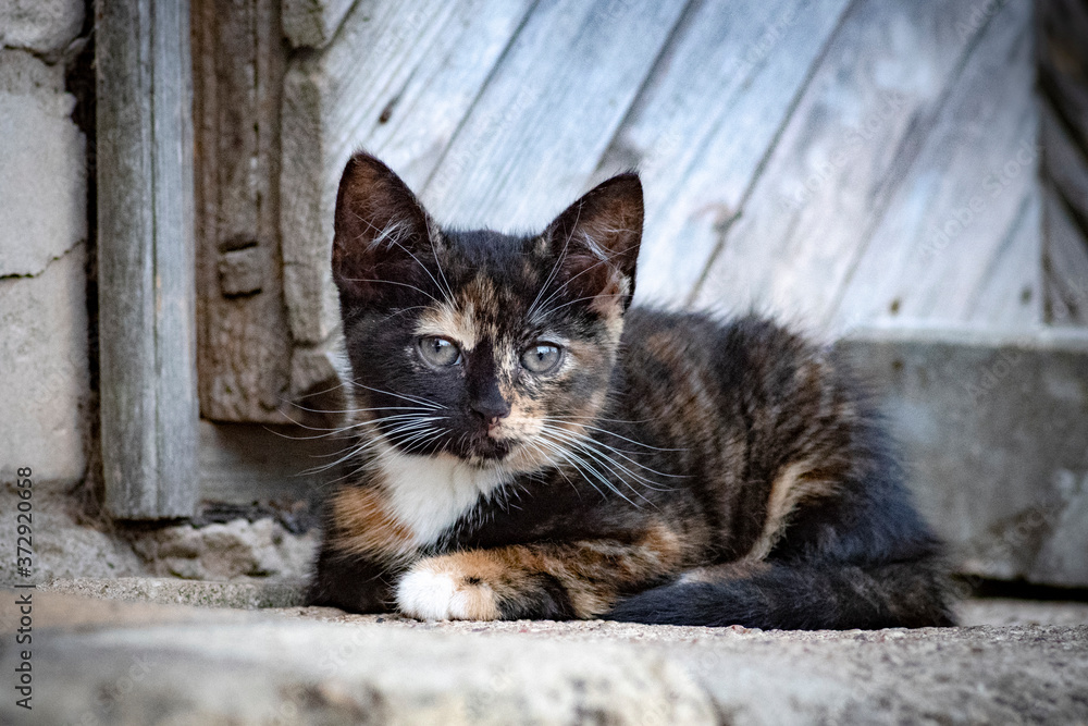 Horizontal close up image of a cute Calico cat (Tortoiseshell cat ...