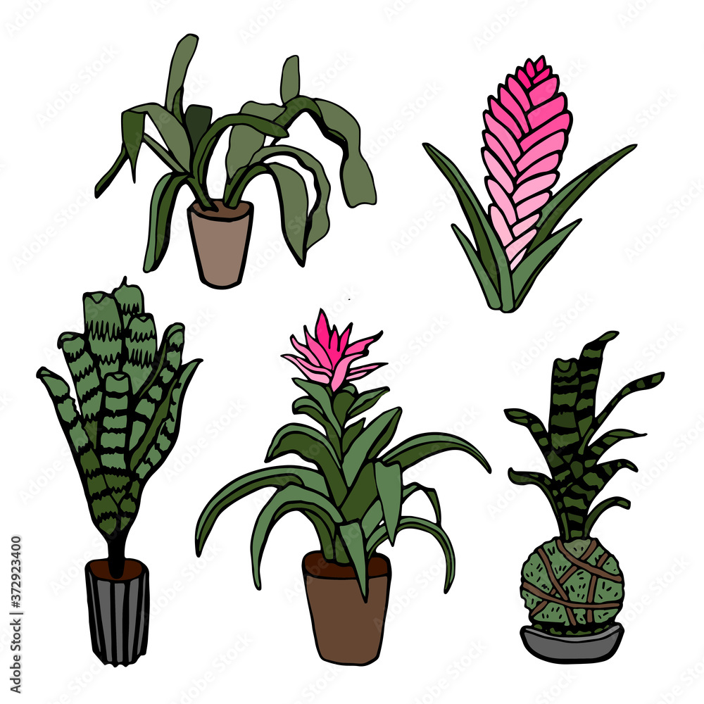 hand drawn Bromeliaceae set, drawn bromeliad set, Tropical Flowers Set ...