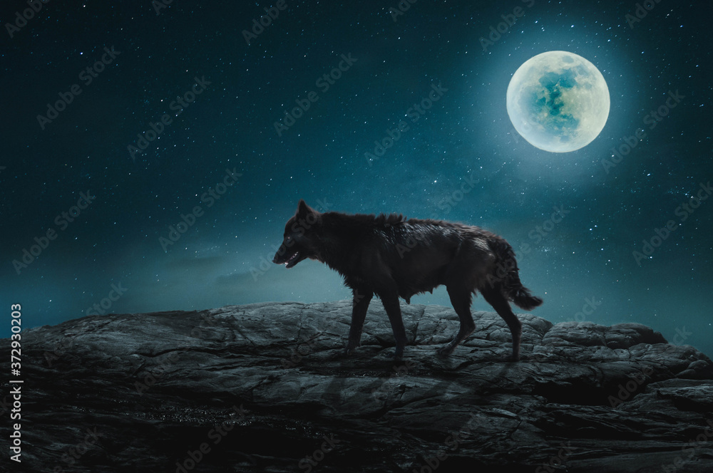 wolf howling at night Stock Photo | Adobe Stock