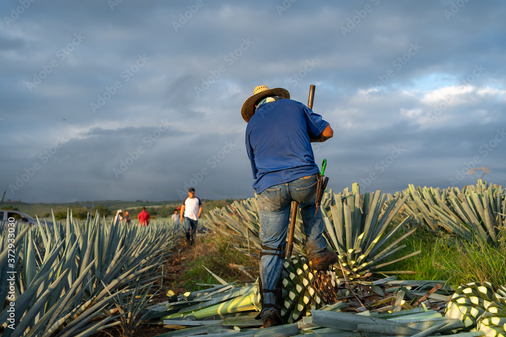 El campesino jimador está terminando de jimar una planta de agave. foto ...