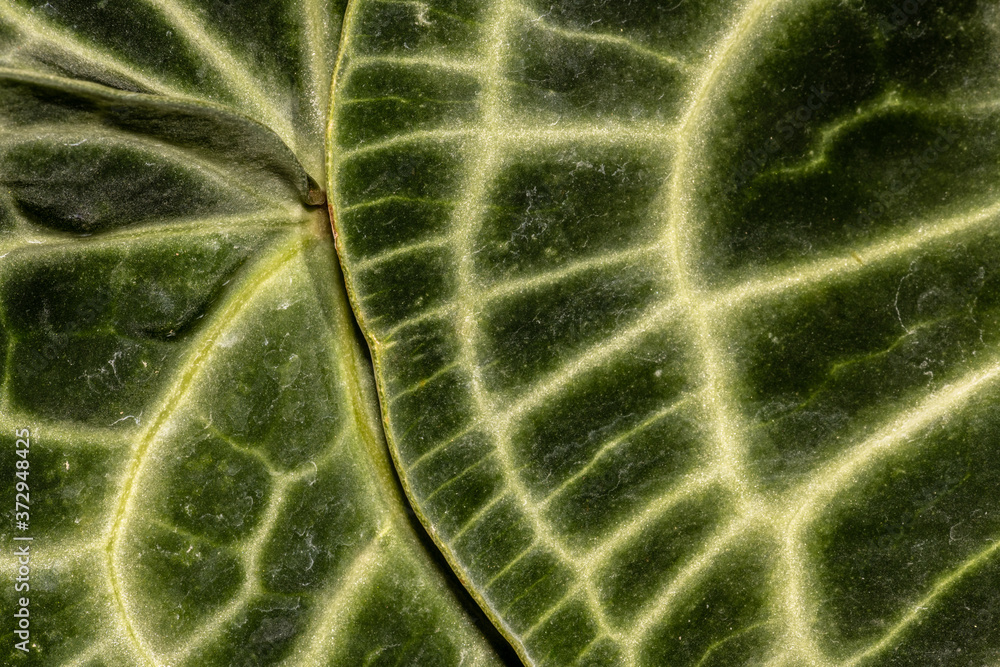 Leaf of Crystal Anthurium (Anthurium crystallinum) Stock Photo | Adobe ...
