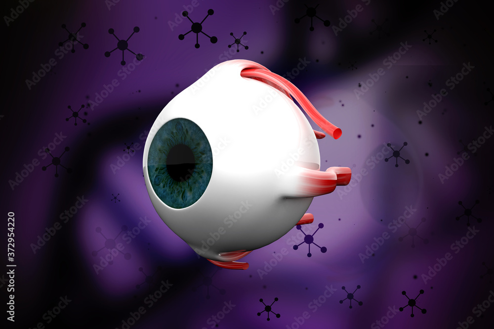 3d rendering Human eye structure Stock Illustration | Adobe Stock