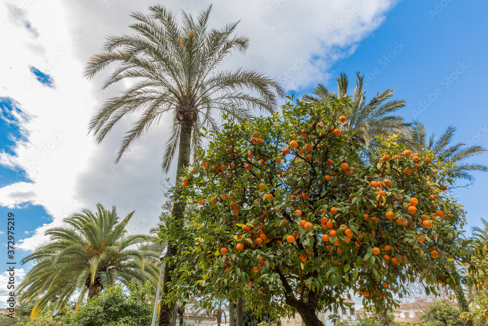 Orange tree with abundant oranges next to palm trees in a public park ...