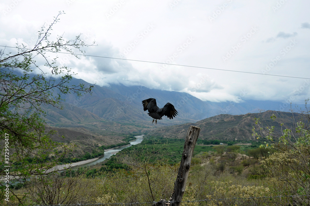 AVE, AVE VOLANDO, CARROÑERO, AVE COLOMBIANA, VOLAR AL HORIZONTE ...