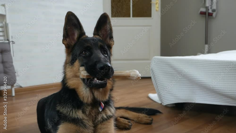 German shepherd dog eating a bone. The dog lies on the living room ...