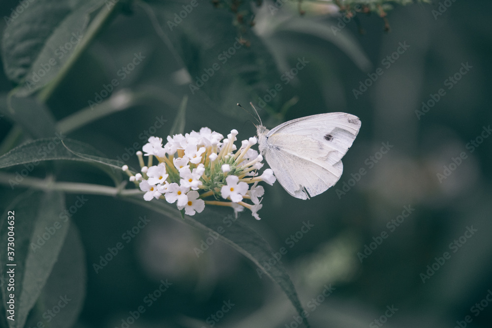 Cabbage white butterfly eats nectar on a white flower of a butterfly ...
