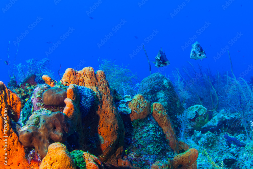 A tropical coral reef scene set against the perfect blue of the ...