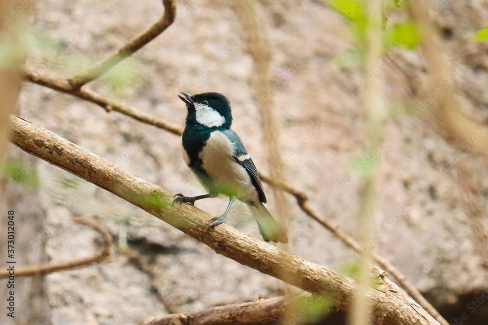 Fotka „The Japanese tit, also known as the Oriental tit, is a passerine ...
