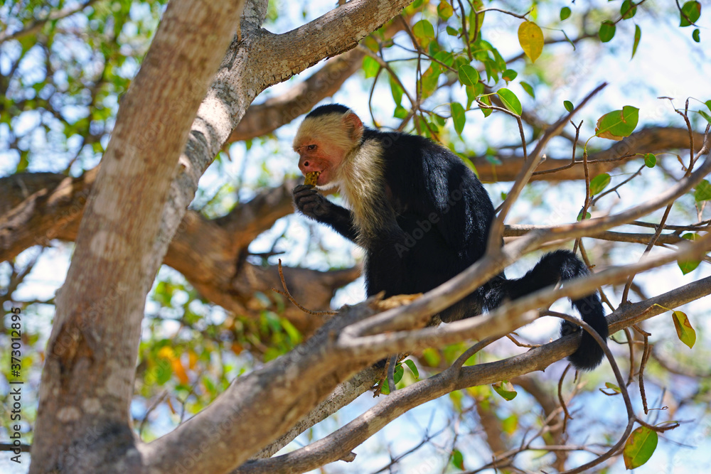 A white-headed capuchin monkey (cebus capucinus) on a tree in Peninsula ...