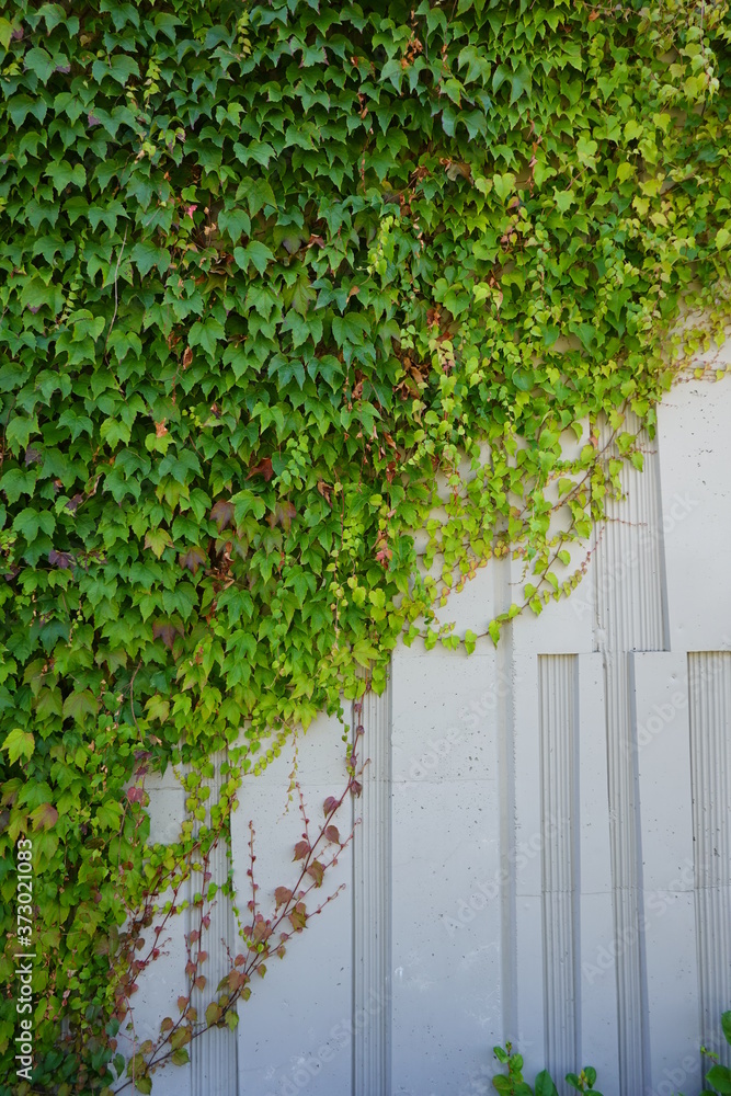 Hedera helix, the common ivy, English ivy, European ivy, or just ivy ...