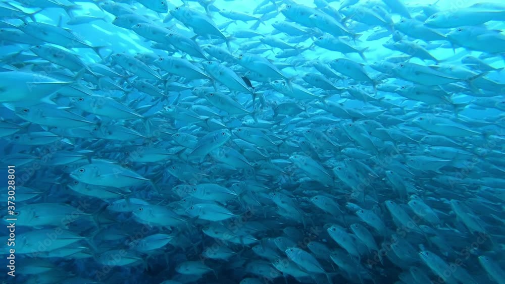 School of tuna tunny fish on the blue background of the sea under water ...