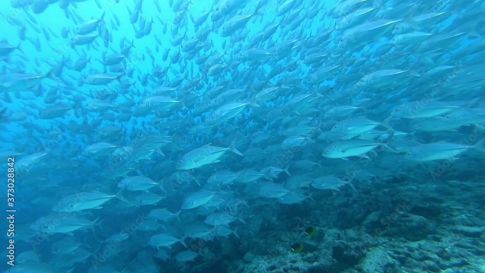 Stockvideo School of tuna tunny fish on the blue background of the sea ...