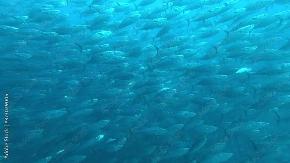 School of tuna tunny fish on the blue background of the sea under water ...