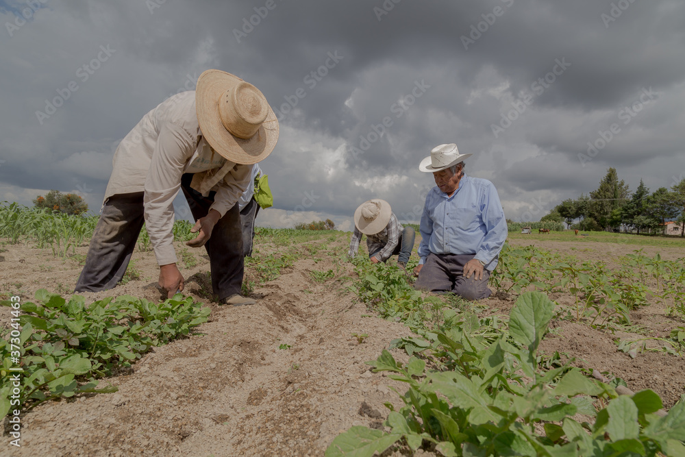 hispanic farmers manual amaranthus planting in a Mexico's farming field ...