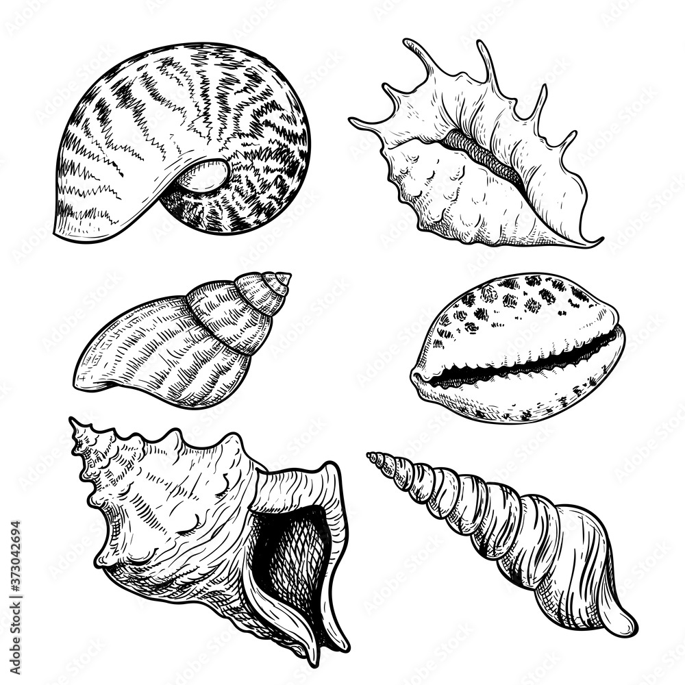 Sea shells sketch set. Hand drawn vector drawing of different types sea ...