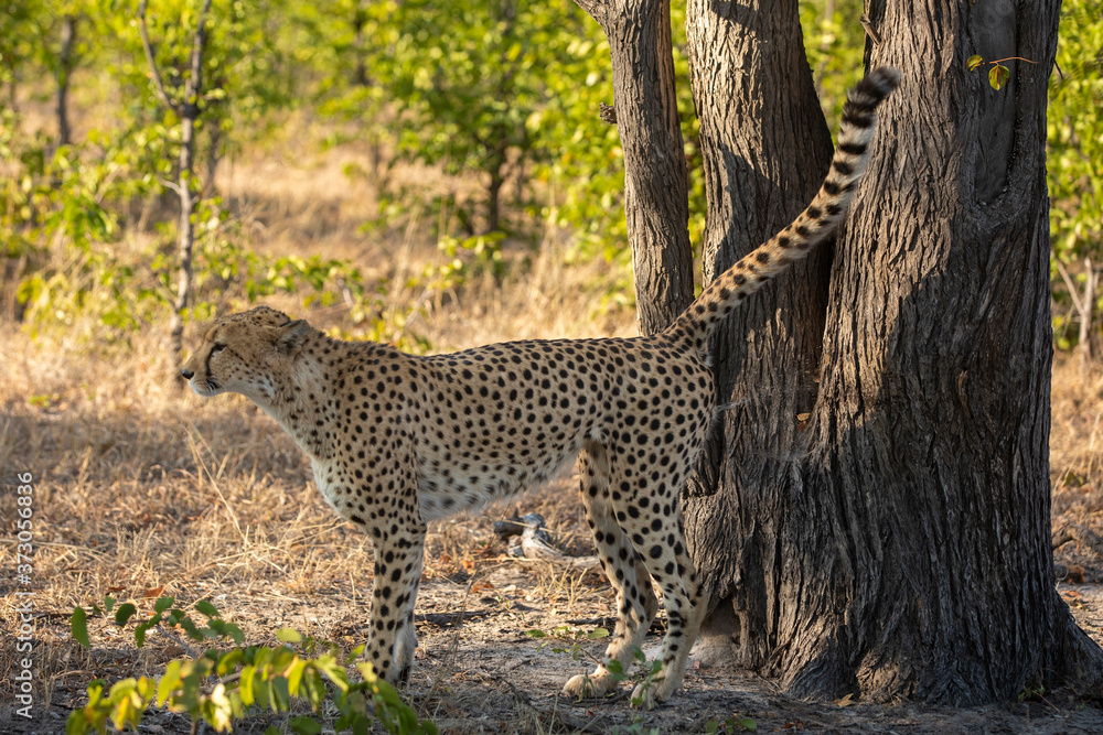 Adult cheetah standing by a big tree marking territory with its urine ...