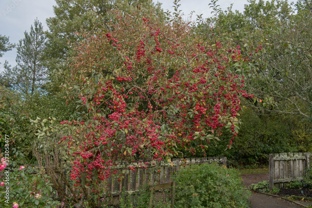 Bright Red Glossy Autumn Fruit on a Crab Apple Tree (Malus x robusta ...