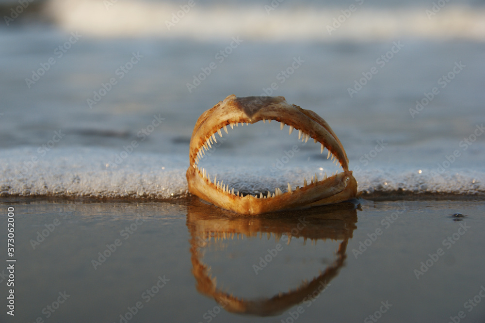 dangerous piranhas in the water, sharp teeth (like piranha), fish jaw ...