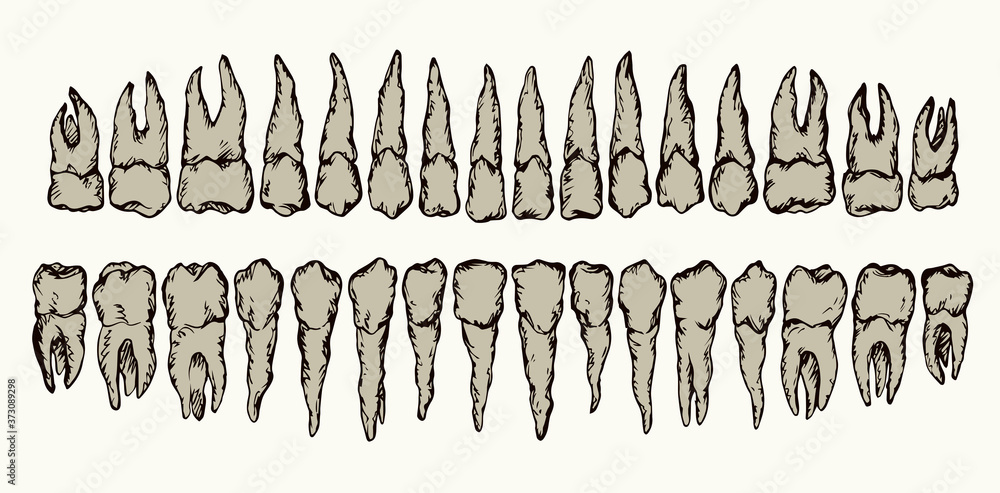 The layout of the teeth. Vector drawing Stock Vector | Adobe Stock