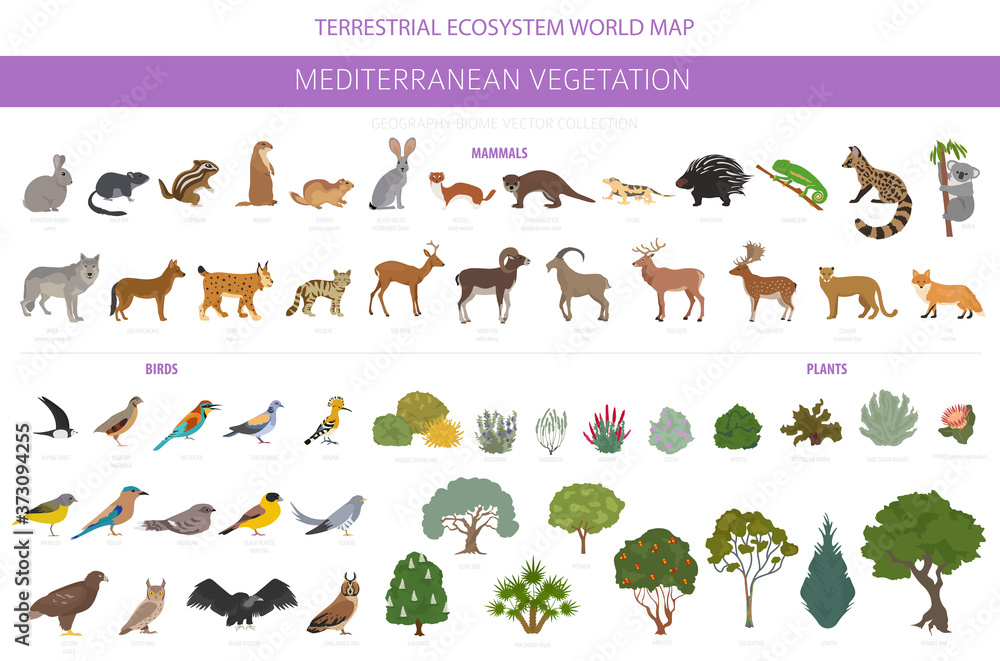 Mediterranean vegetation biome, natural region infographic. Terrestrial ...