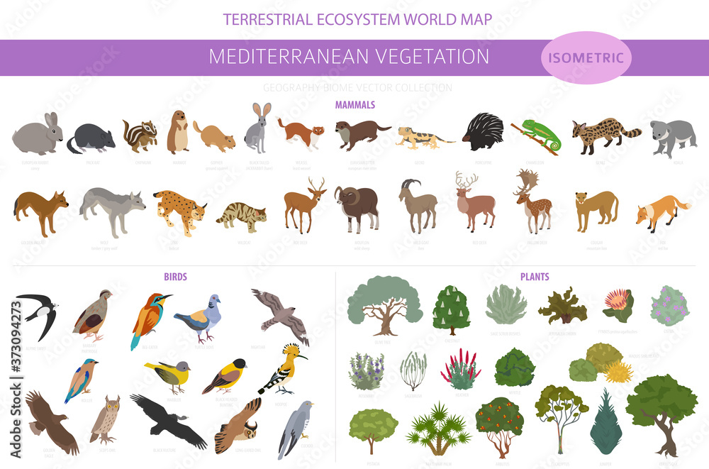 Mediterranean vegetation biome, natural region infographic. Terrestrial ...
