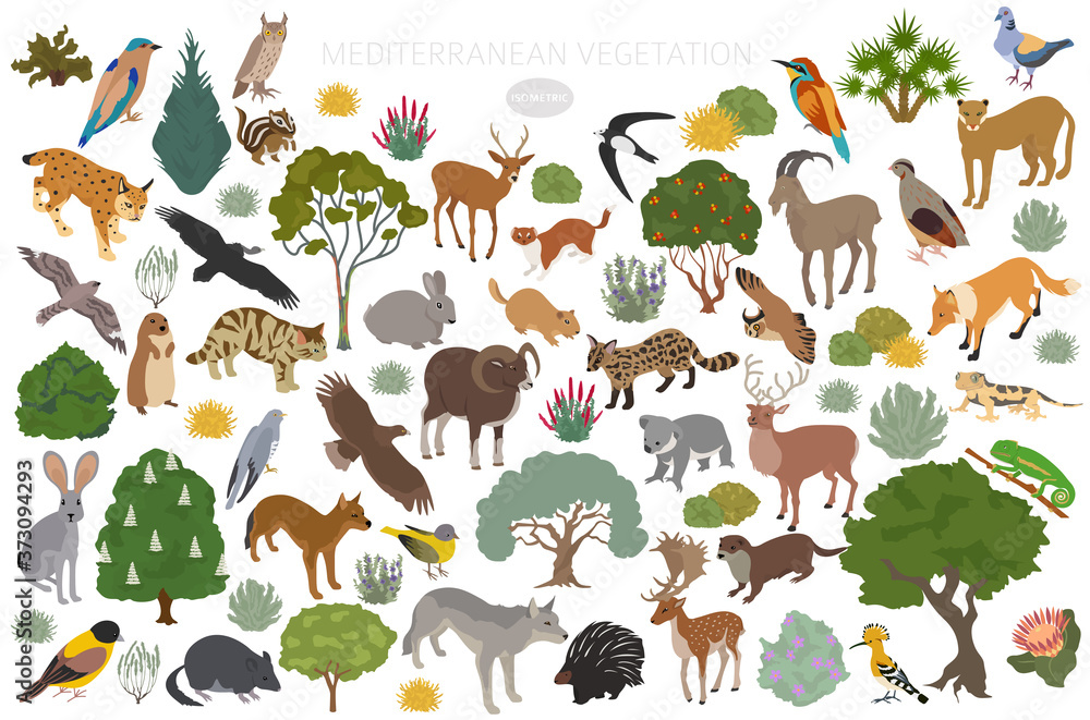 Mediterranean vegetation biome, natural region infographic. Terrestrial ...