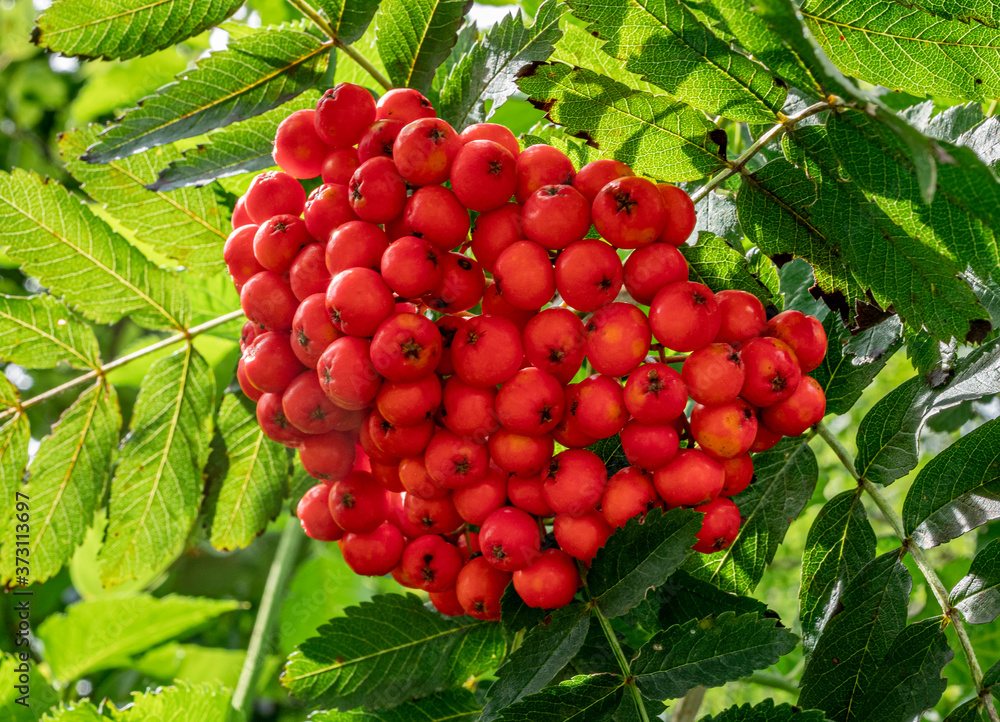 Vogelbeere, (Sorbus aucuparia) Stock Photo | Adobe Stock