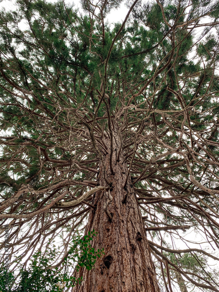 Giant sequoia tree in the gardens of Boyana church in Boyana, Sofia ...