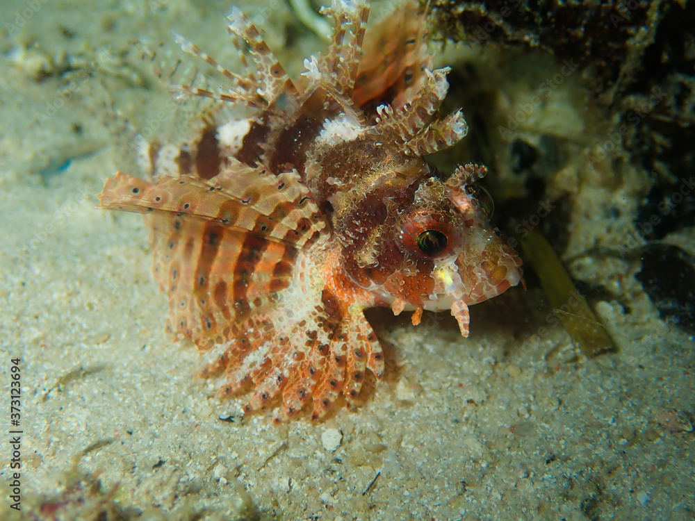 Dwarf lion fish hunting during night dive Stock Photo | Adobe Stock