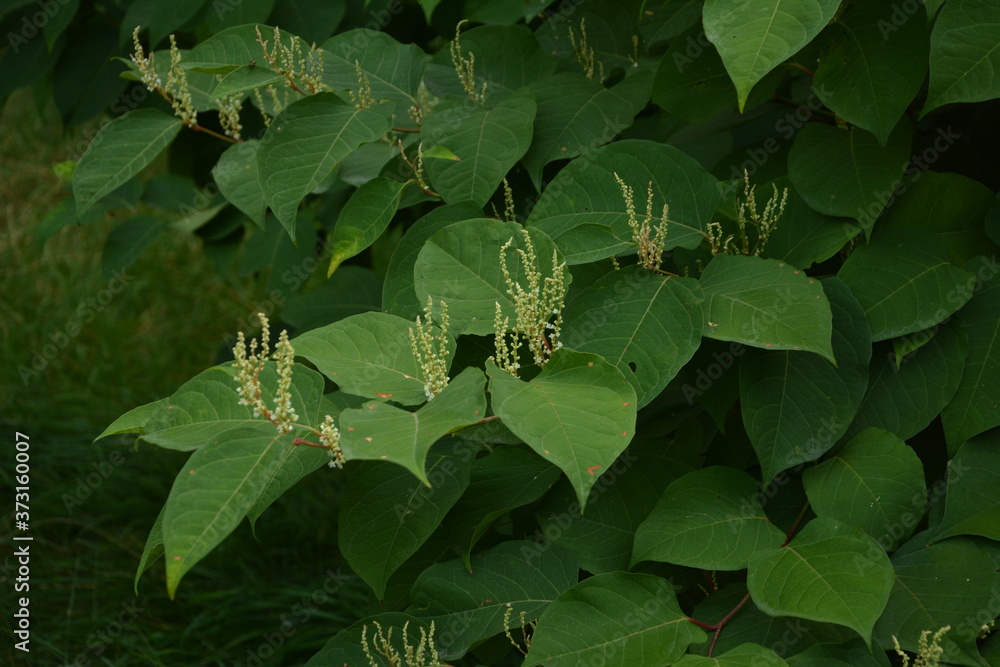 flowers of Asian knotweed, Fallopia japonica.shoots of Japanese ...